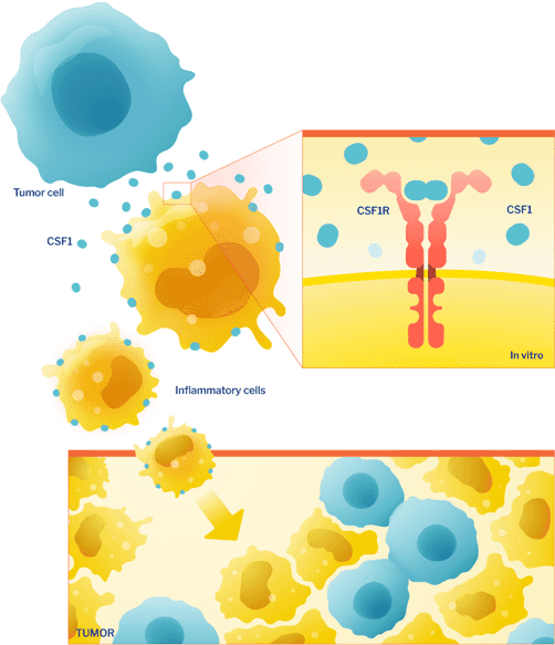ROMVIMZA™ (vimseltinib) Mechanism of Action